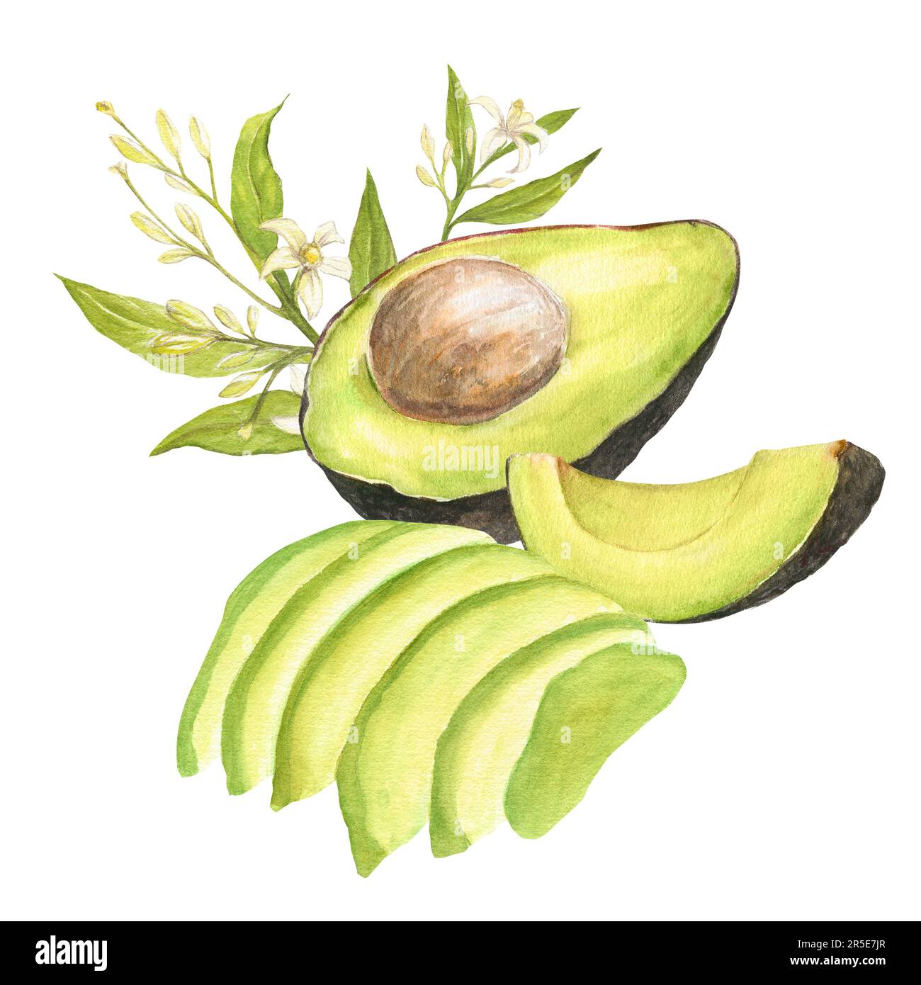 Watercolor botanical illustration of avocado hass and cutted avocado ...