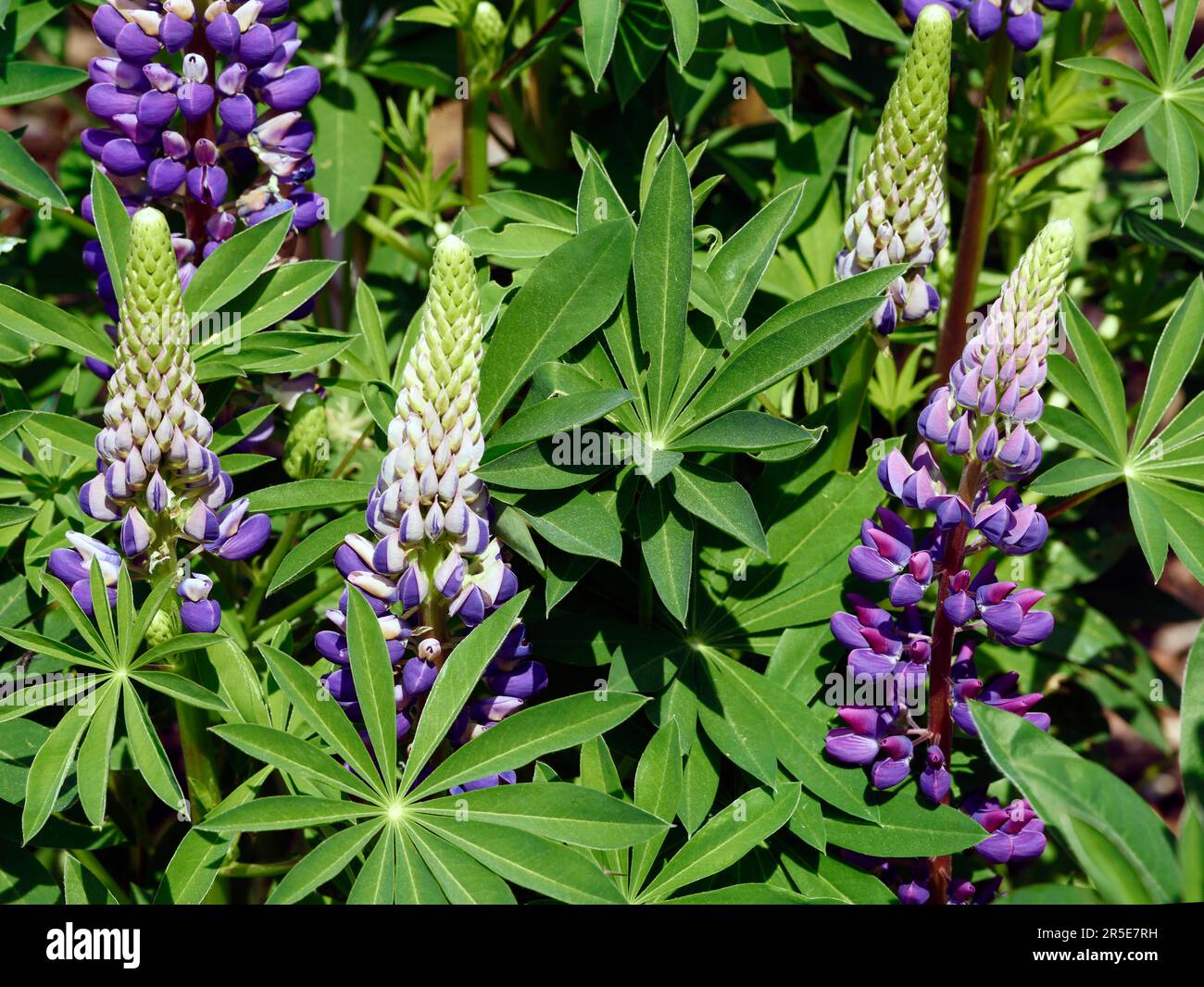 purple lupine, Lupinus polyphyllus blooming in springtime Stock Photo ...