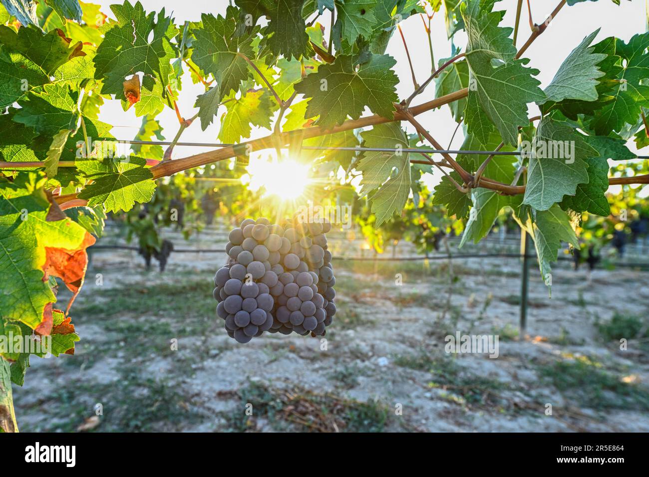 Bunch of purple grapes in a vineyard in autumn in the wine-growing area ...