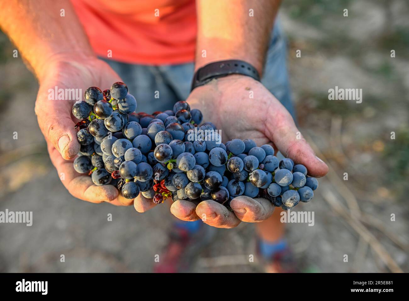 Hands of a female farmer, picking wine grapes during the harvest Stock Photo - Alamy