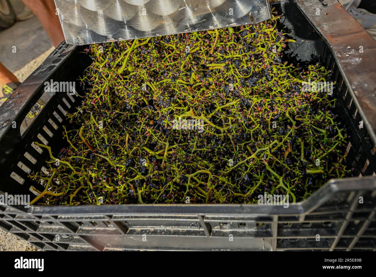 Waste box from grape hi-res stock photography and images - Alamy