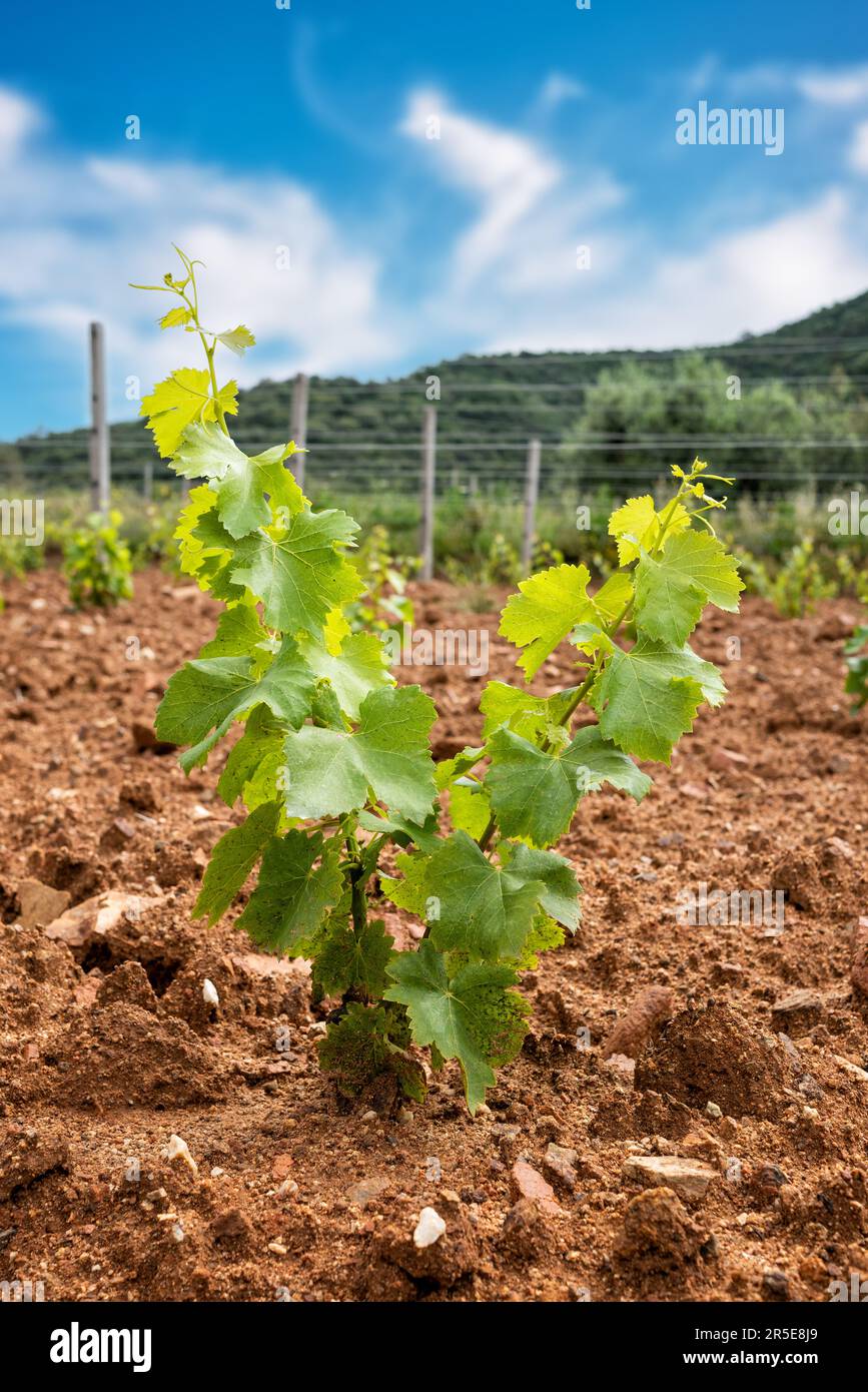 Young sprouts on the new Cannonau grape seedlings. Close-up of the ...