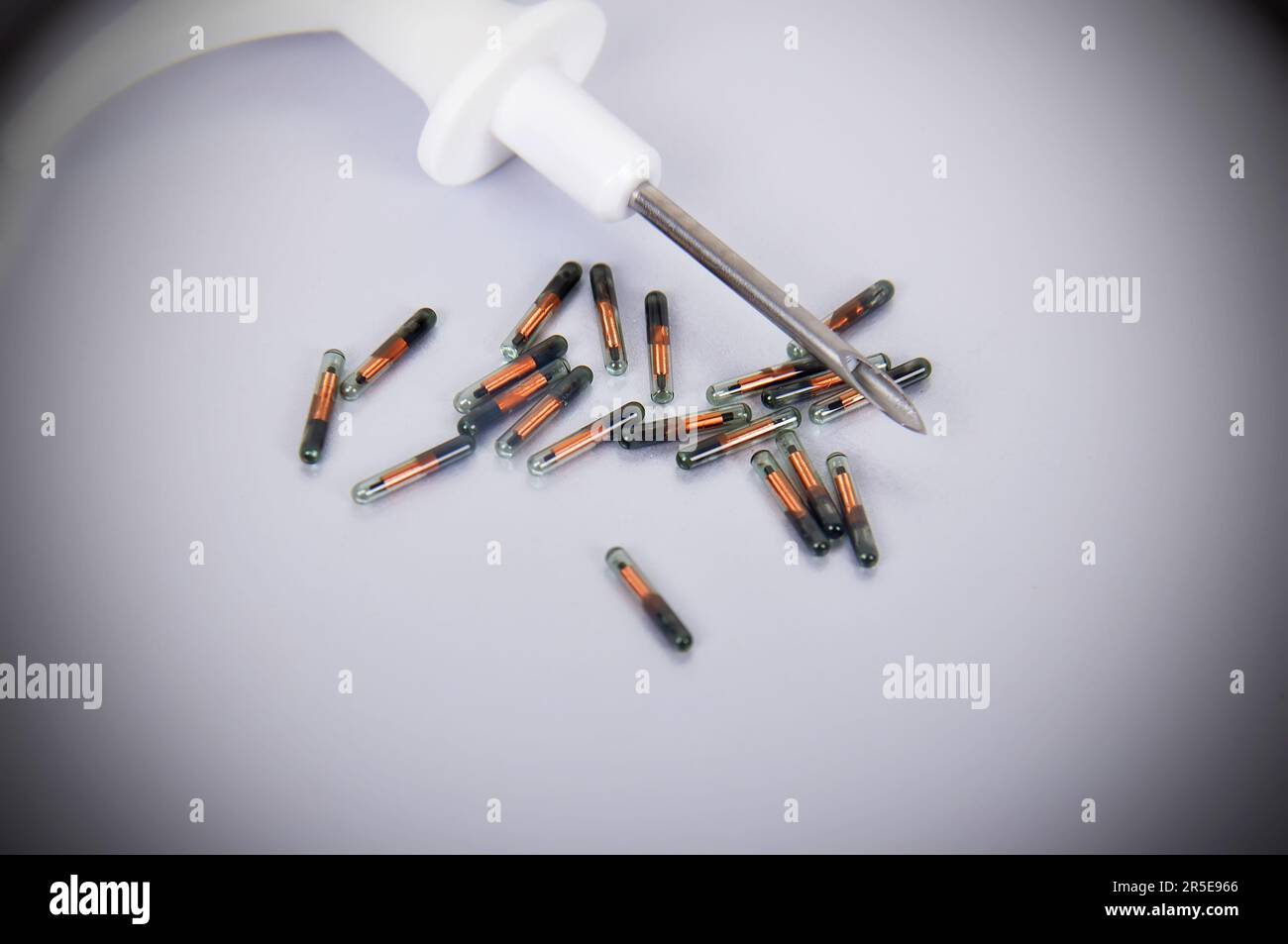 Syringe for the introduction of chip and animal id Stock Photo - Alamy