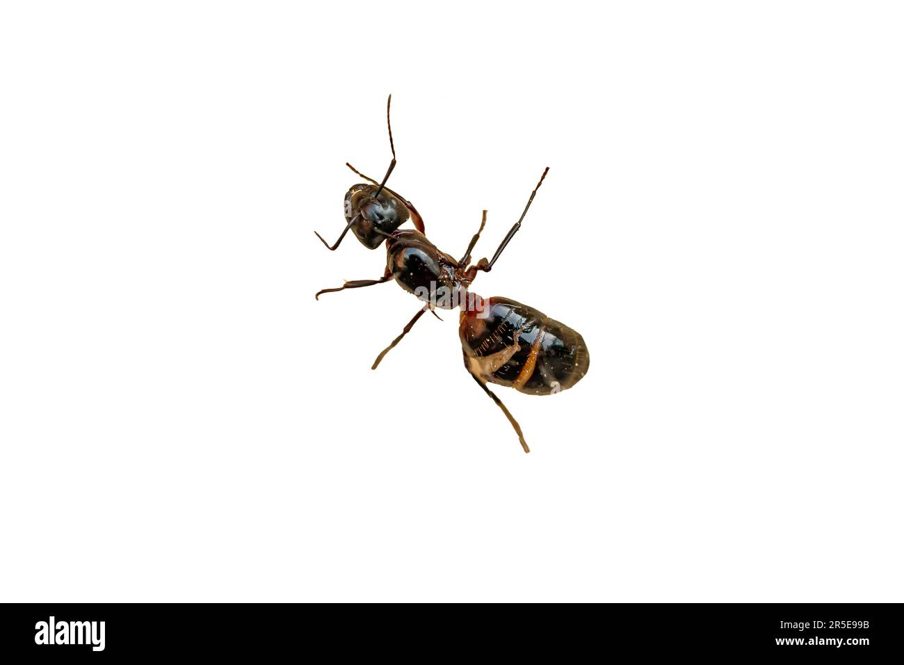ant isolated on white background Stock Photo - Alamy