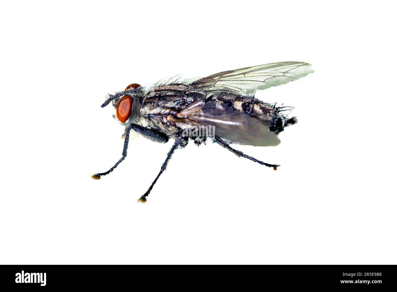 flesh fly isoalted on white background Stock Photo - Alamy