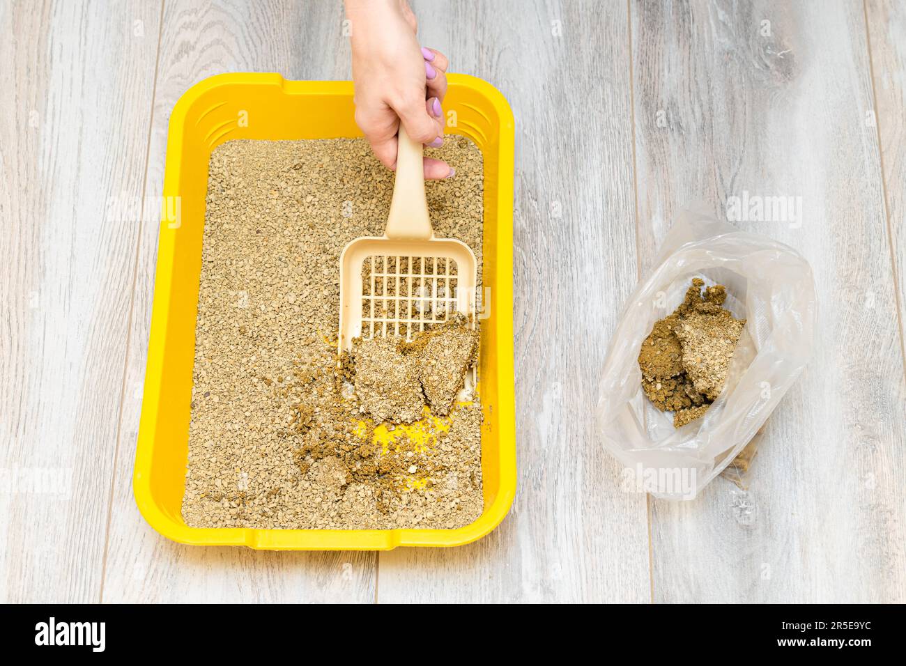 a woman cleans the cat litter with a shovel, transferring waste to a ...