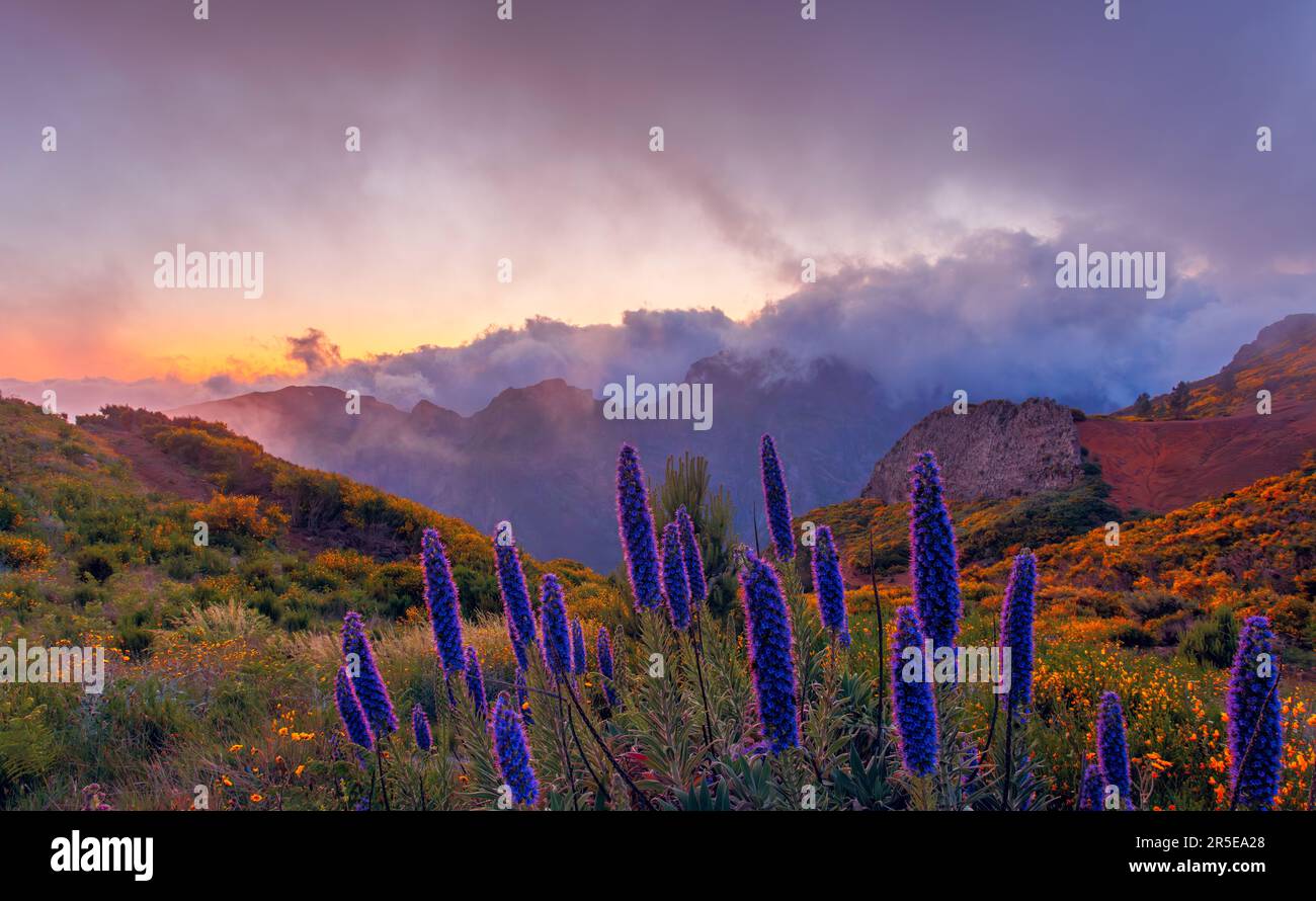 Pride of Madeira flowers in the mountains, beautiful evening landscape ...