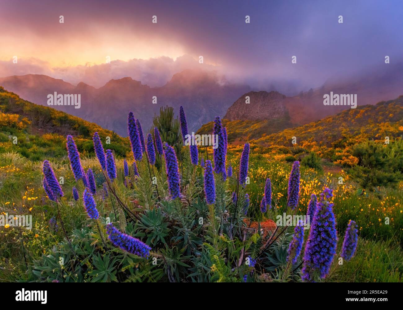 Pride of Madeira flowers in the mountains, beautiful evening landscape ...
