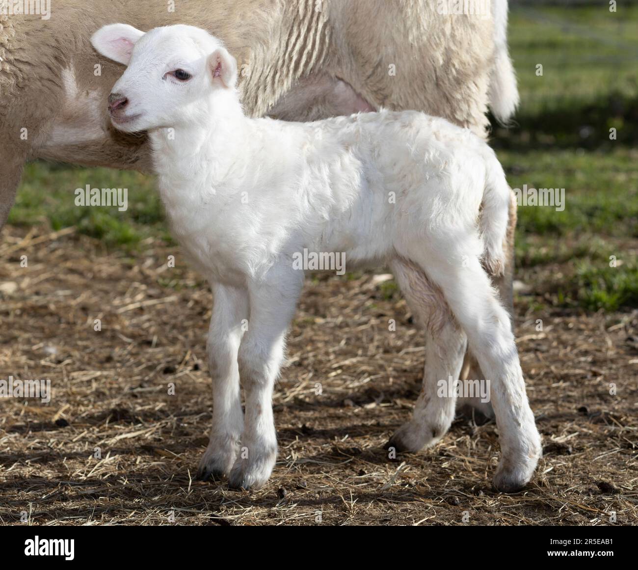 Katahdin sheep hi-res stock photography and images - Alamy