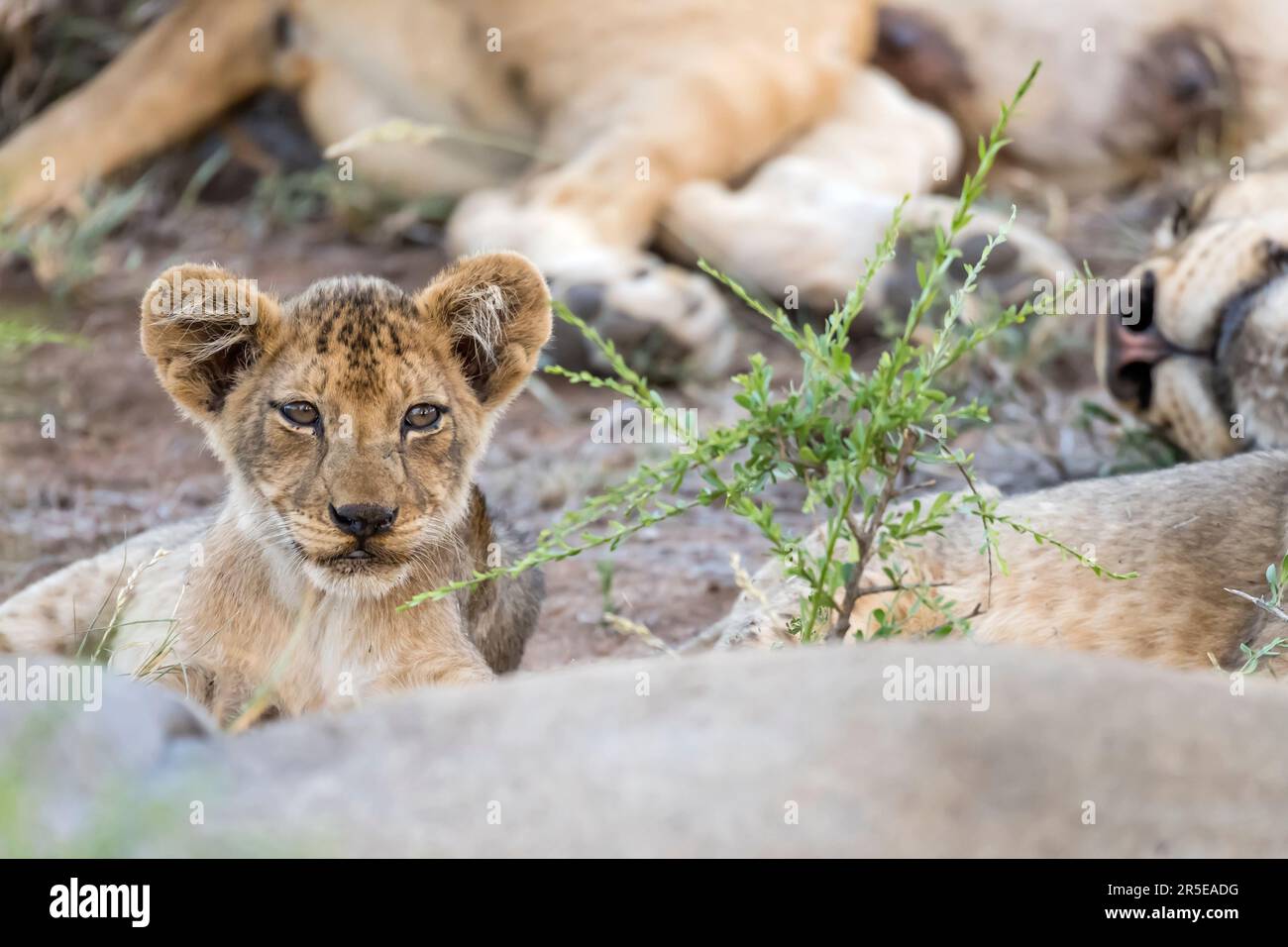 young lion cub awake among sleeping group at shrubland, shot in bright ...
