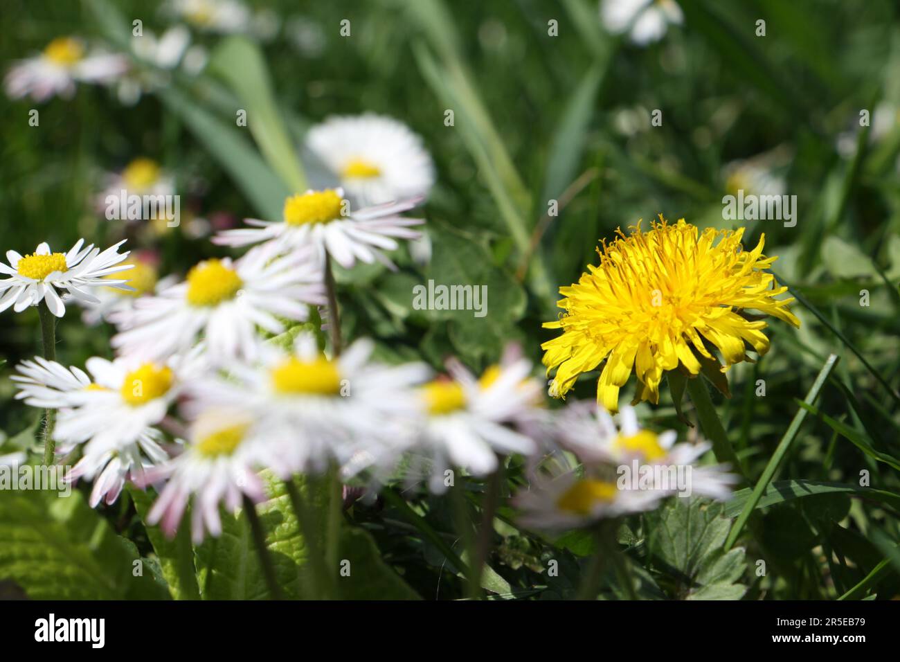 Dandelion and daisy hi-res stock photography and images - Alamy