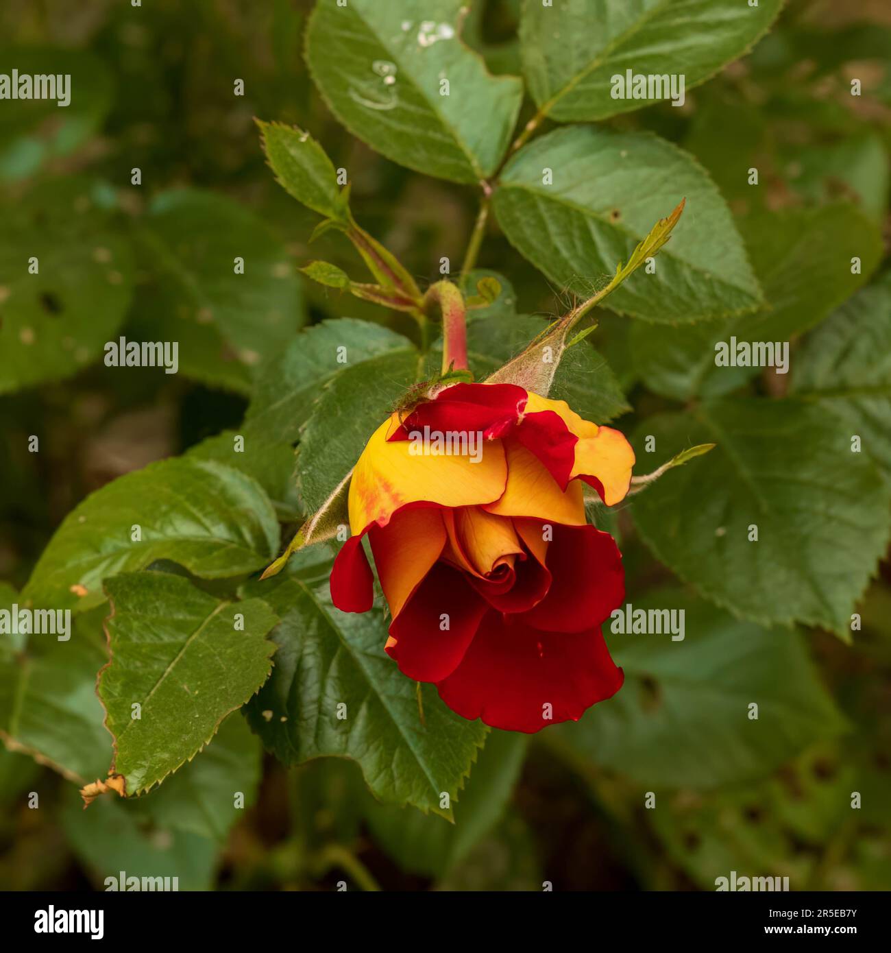 Yellow red garden rose closeup hi-res stock photography and images - Alamy