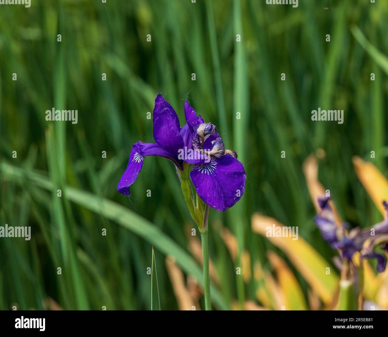 close up of a Japanese Iris blossom in the front garden Stock Photo - Alamy