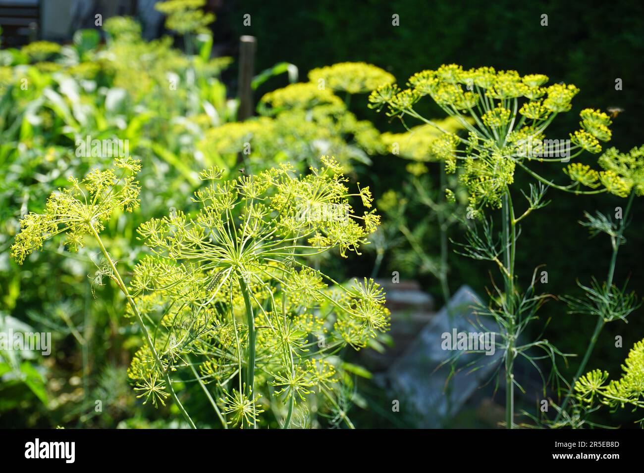 Flowering dill with swallowtail caterpillar Stock Photo - Alamy