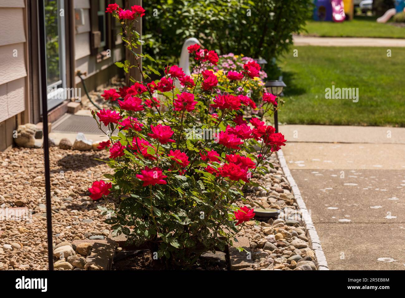 cherry red rose bushes blooming in the front garden Stock Photo - Alamy