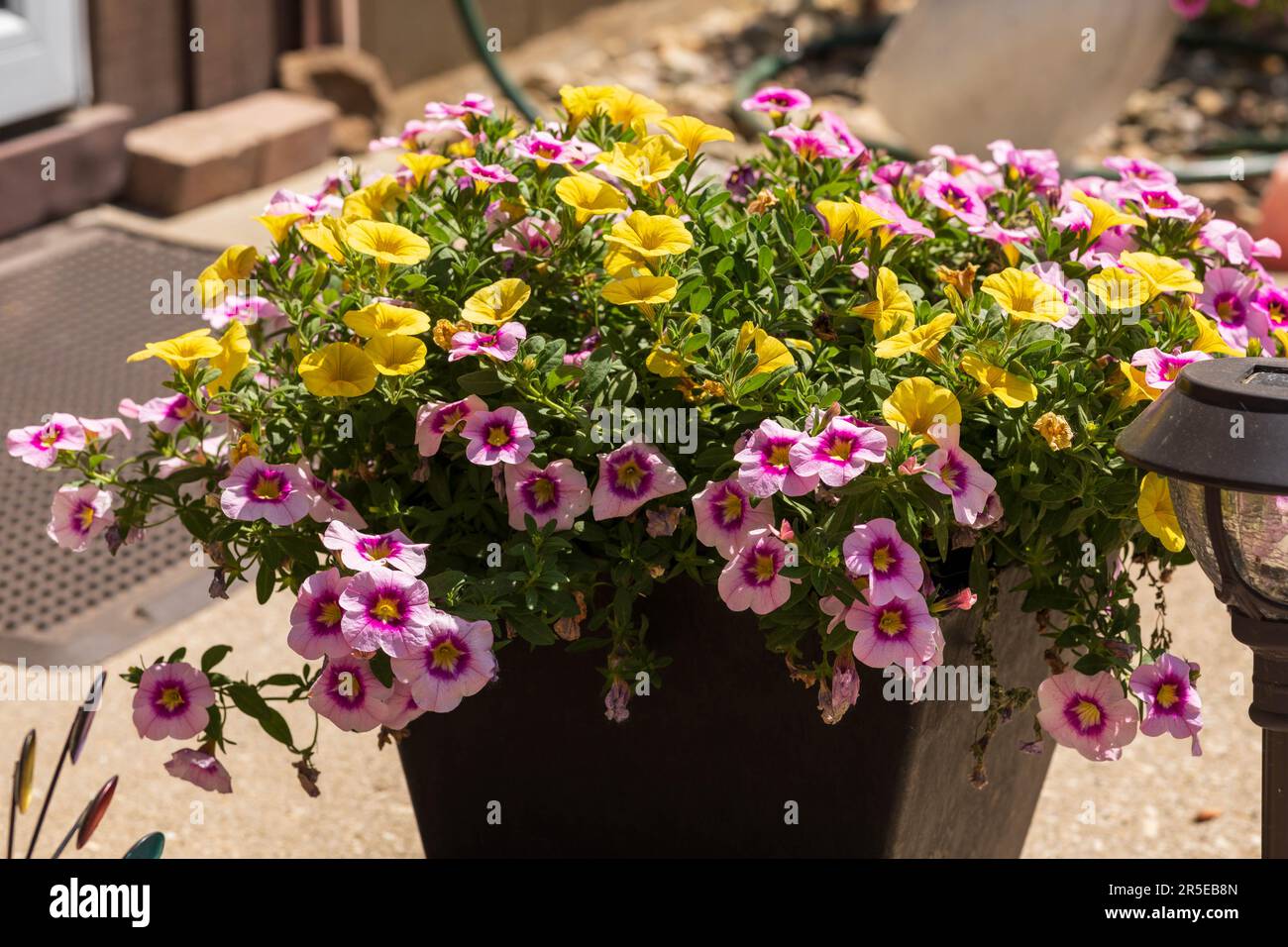 side view of yellow and purple Million Bells blossoms in a planter ...