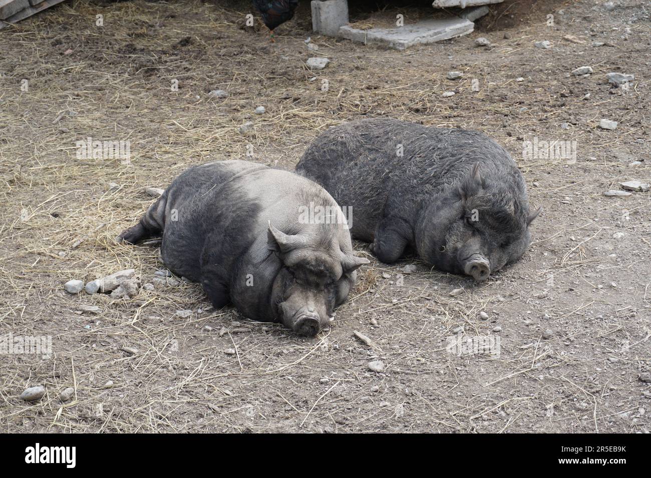 Sleeping partner hi-res stock photography and images - Alamy