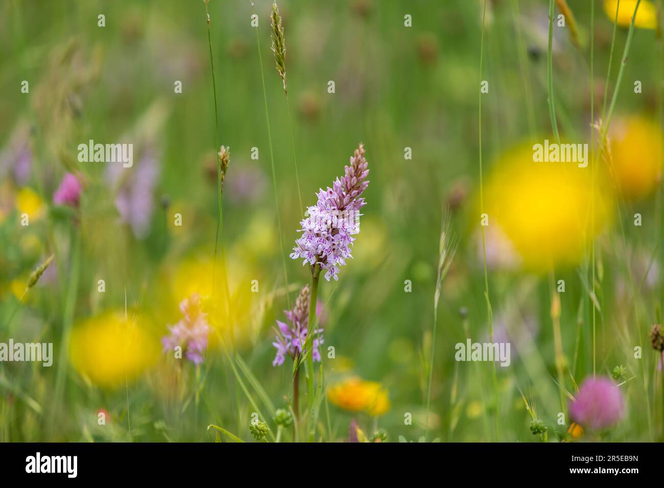 A common spotted orchid flower in late spring Stock Photo - Alamy