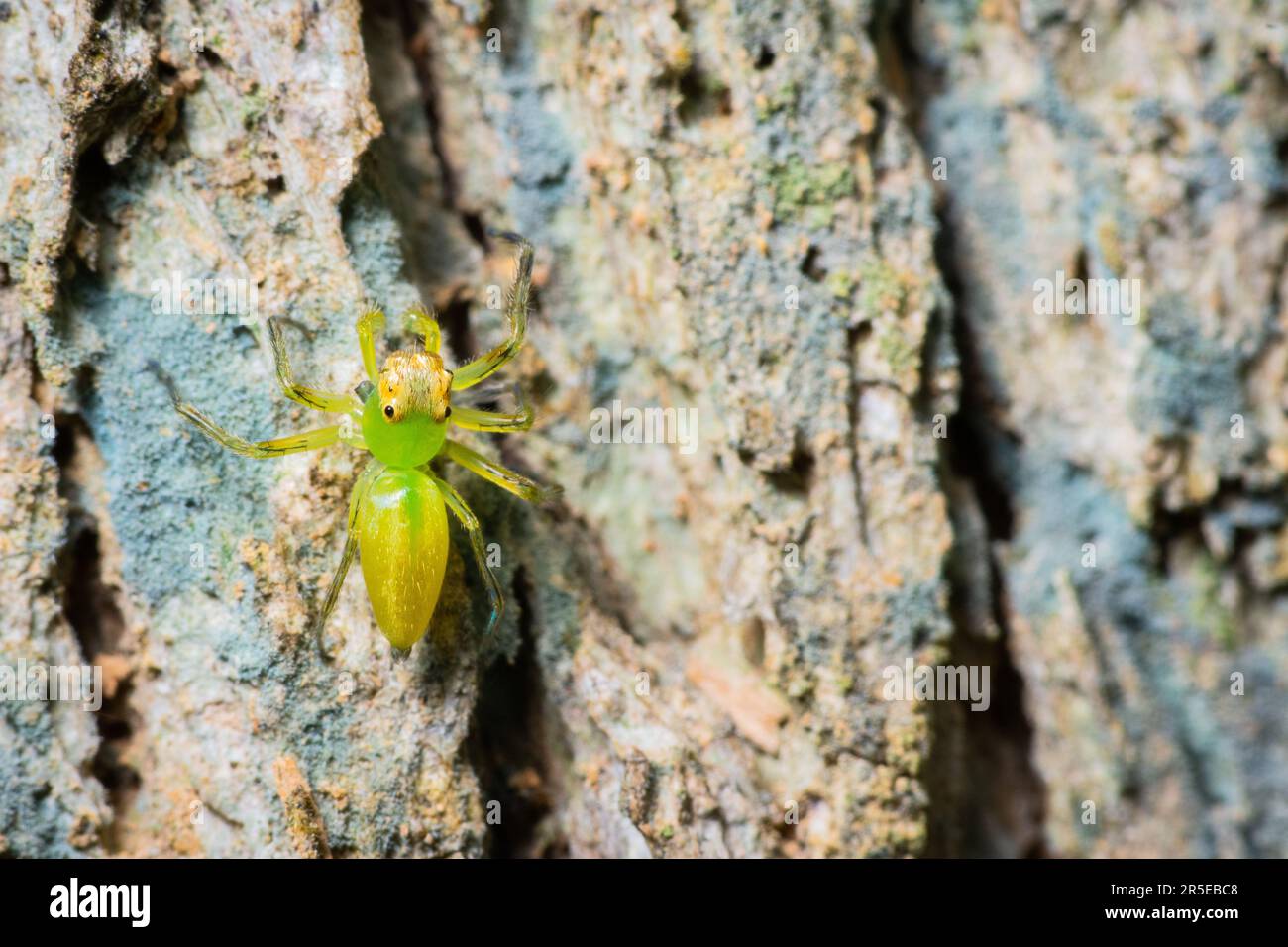 Insect climbing tree trunk hi-res stock photography and images - Alamy