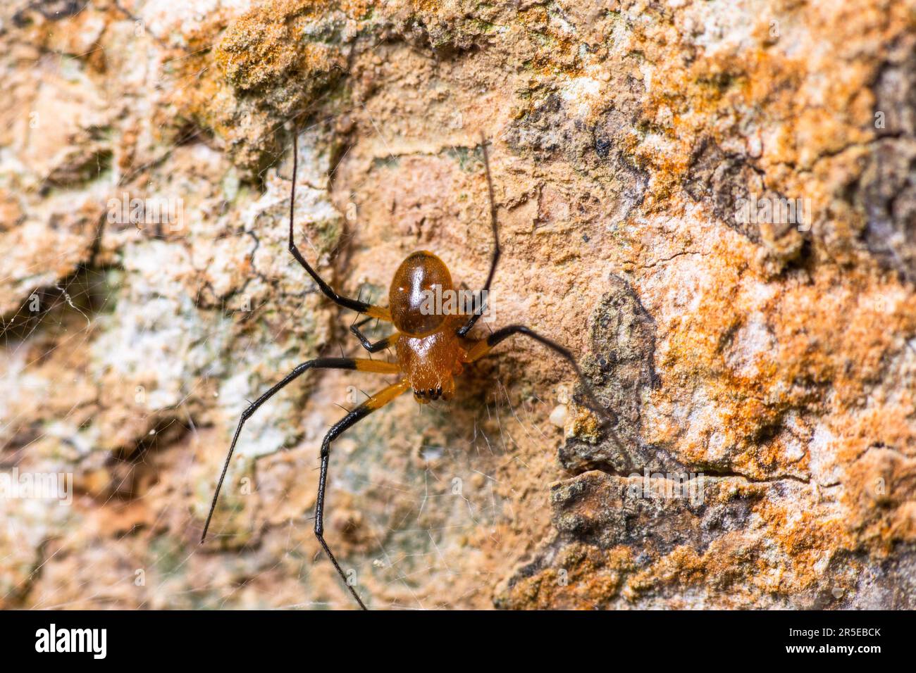 Insect climbing tree trunk hi-res stock photography and images - Alamy