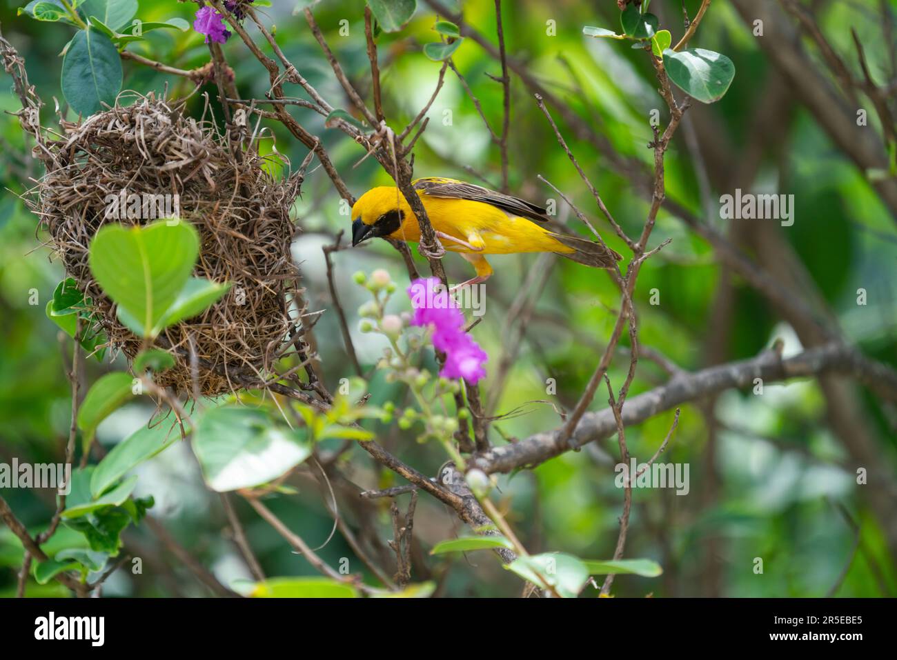 Golden sparrow is making its own nest preparing for its baby bird on ...