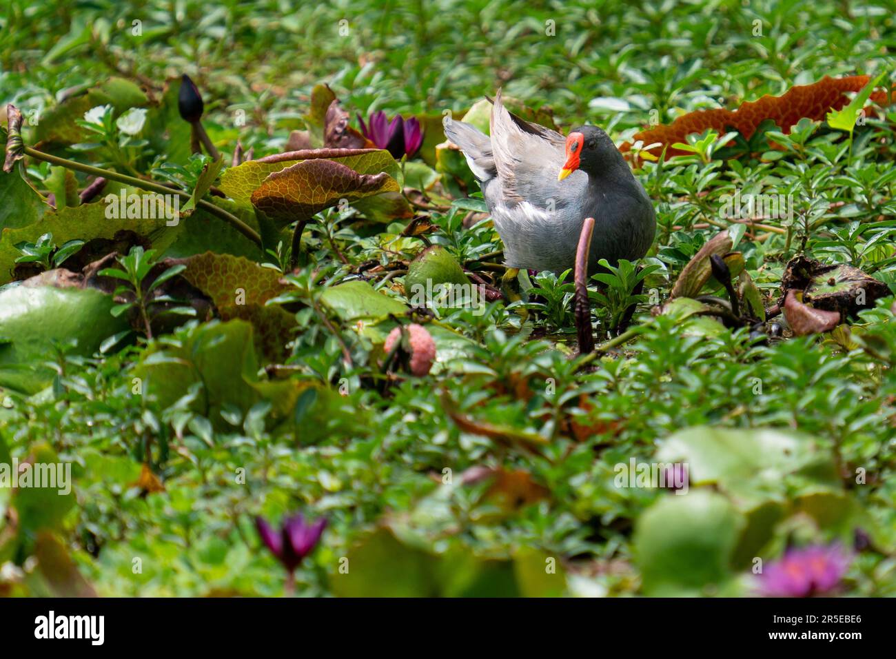 Beautiful Elum Bird walk on lotus leaves in swamp Stock Photo - Alamy