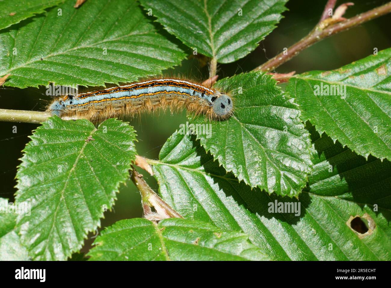 Natural closeup on the colorful caterpillar of the Lackey owlet moth ...