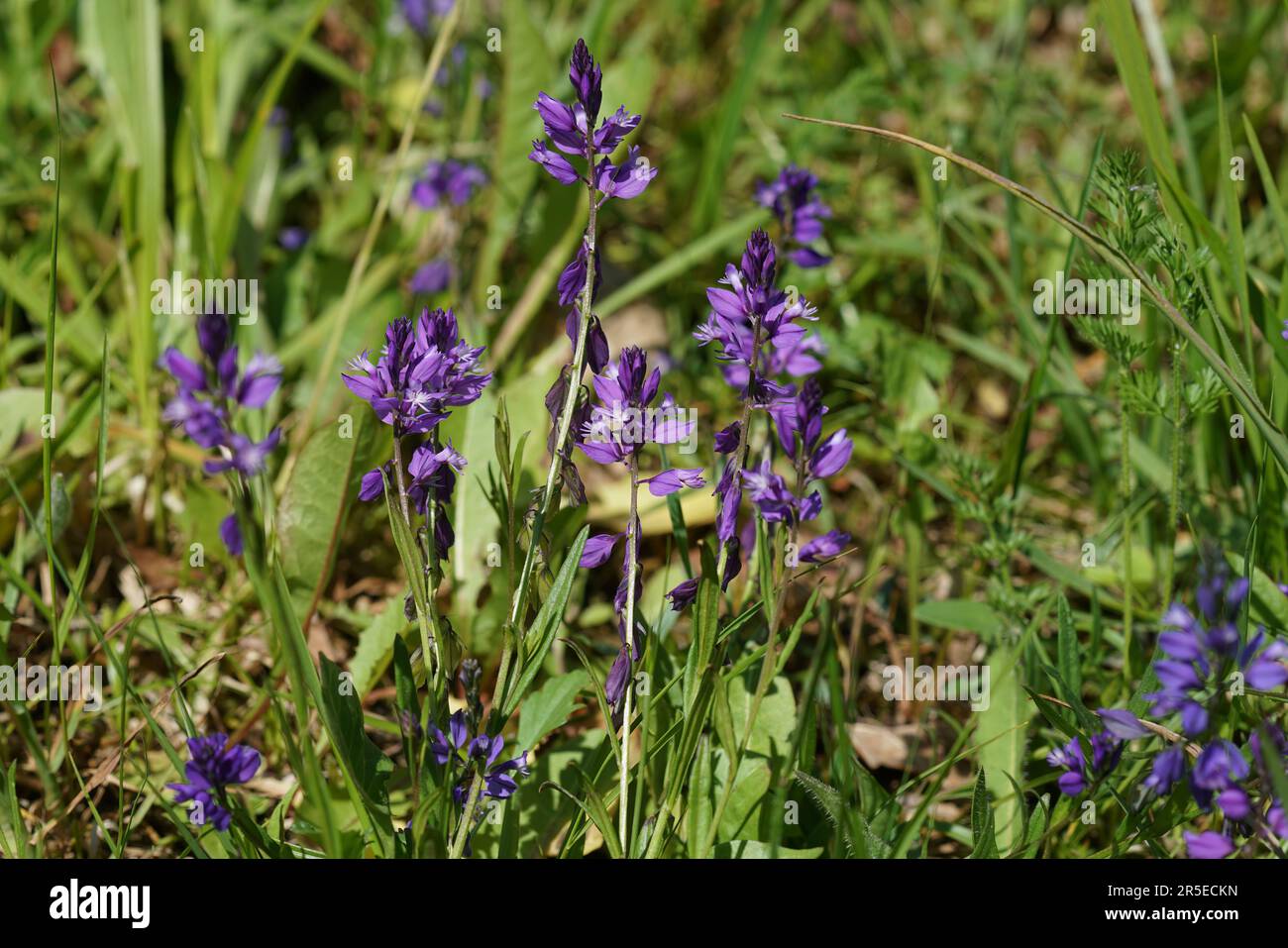 Natural close-up on the colorful purple to blue flower of the Common ...