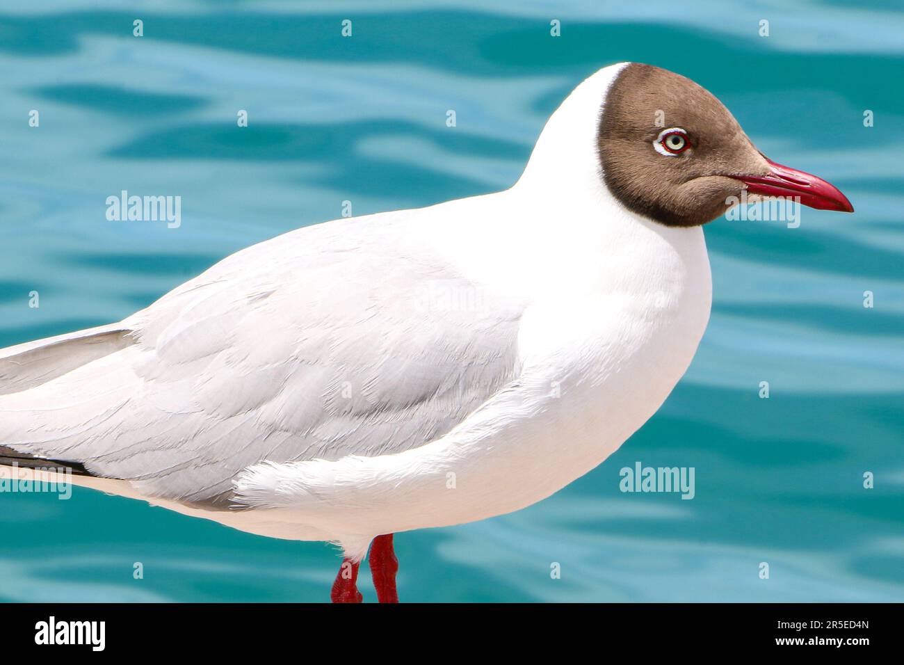 Close up of beautiful bird, Pallas’s Gull (Ichthyaetus ichthyaetus ...