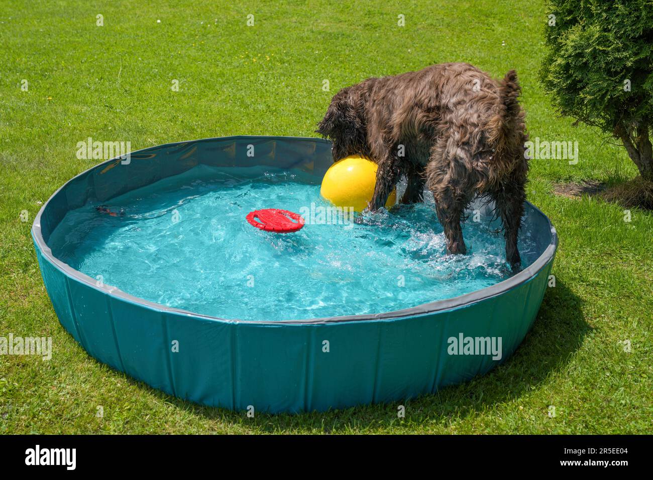 a brown dog is playing with a yellow ball in the water in a dog pool on ...