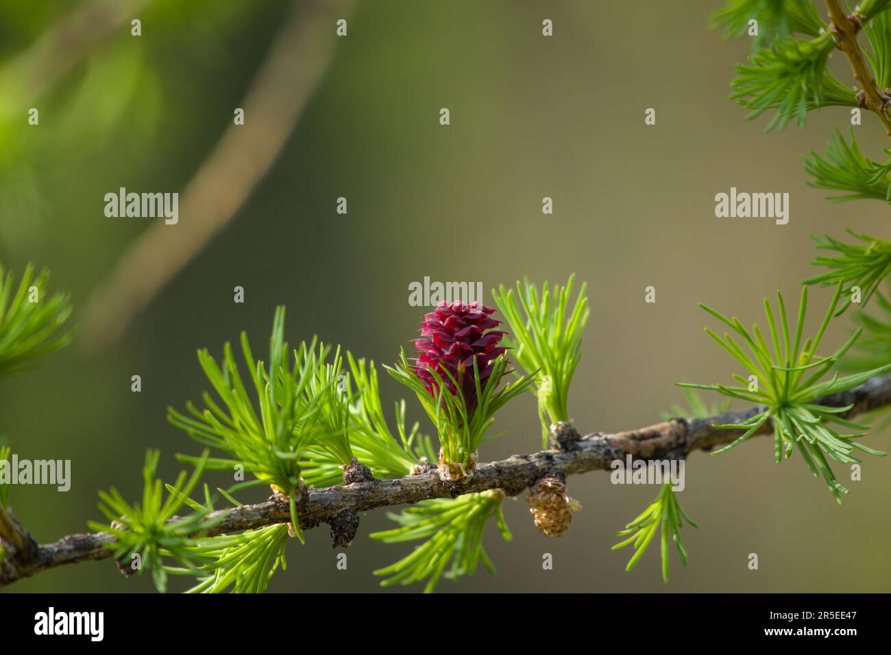 the young needles and red young cone of a larch tree at a spring day ...