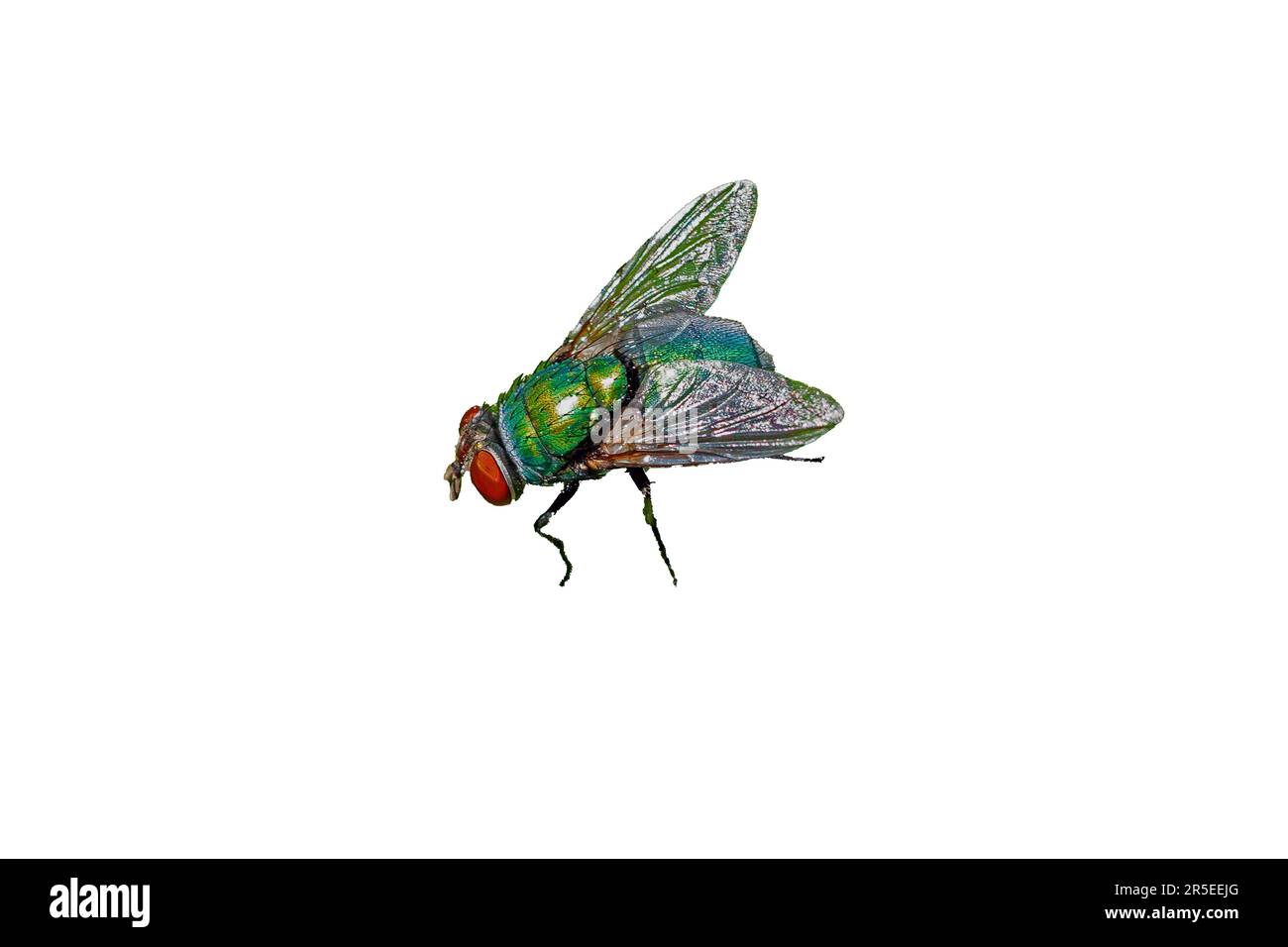 housefly isolated on white background Stock Photo - Alamy