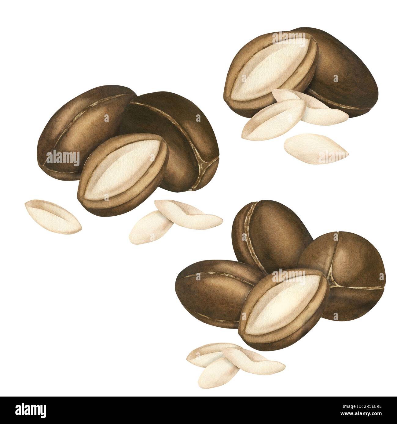 A set of compositions with argan tree nuts. seed, fruit, nut ...