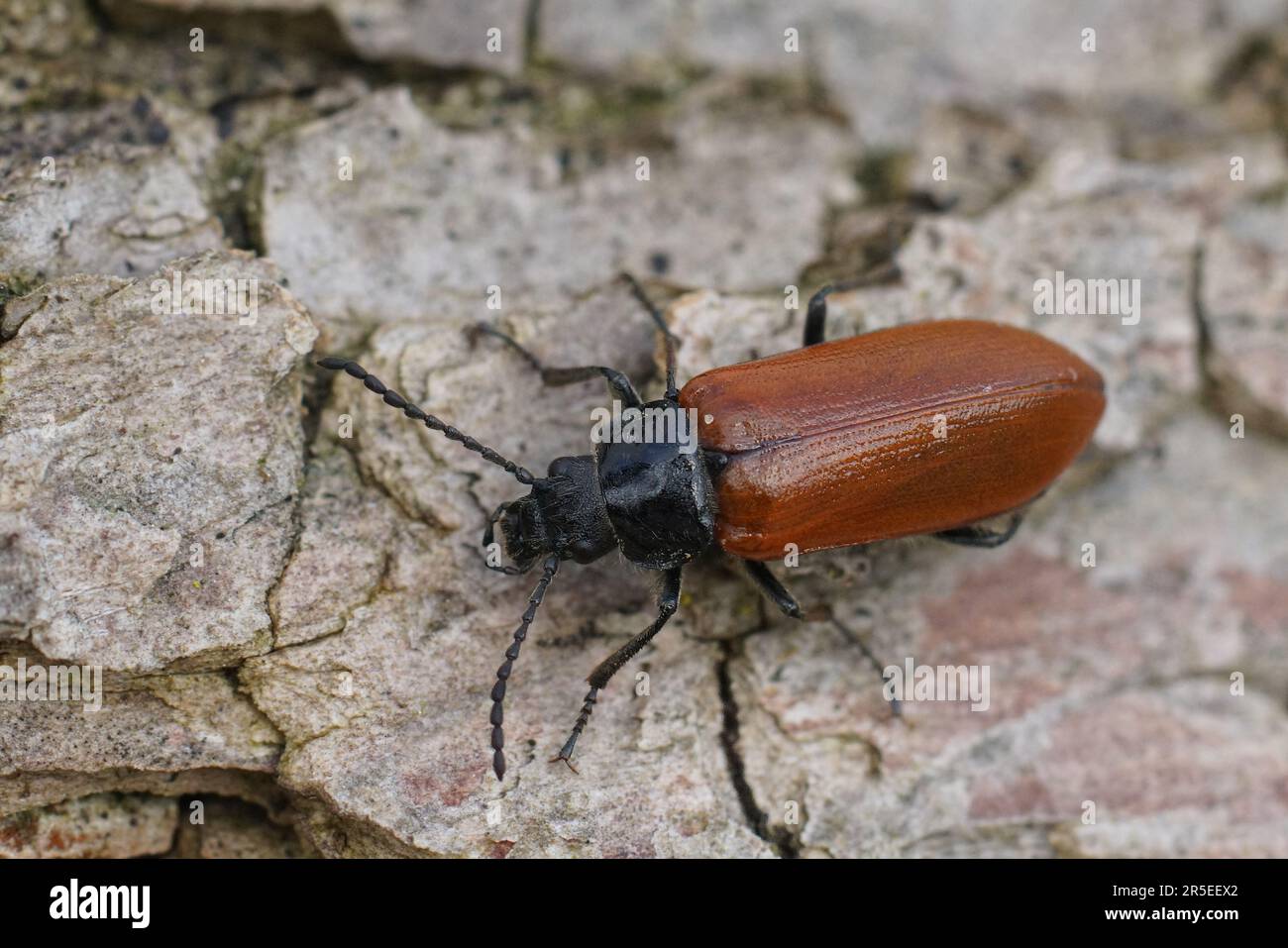 Natural closeup on a brown colored comb-clawed beetle, Omophlus ...