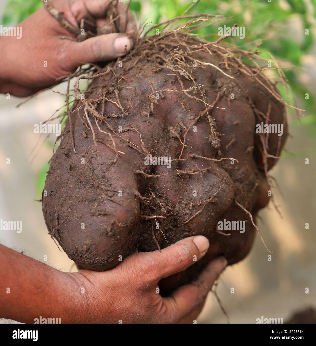 Bulbifera hi-res stock photography and images - Alamy