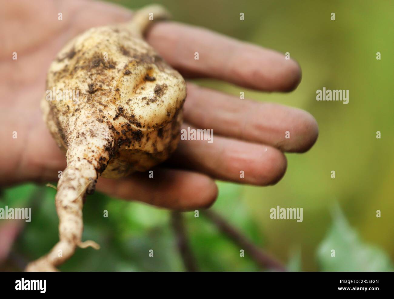 Ground yam hi-res stock photography and images - Alamy