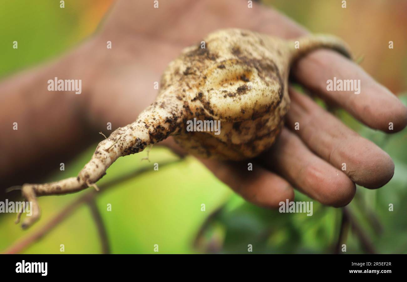 Ground yam hi-res stock photography and images - Alamy