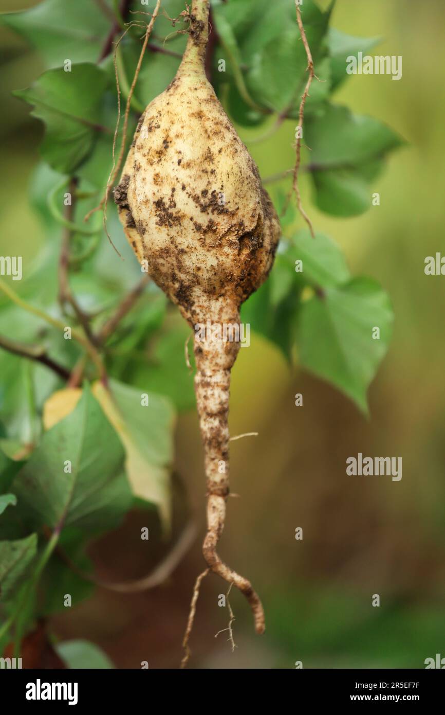 Ground yam hi-res stock photography and images - Alamy