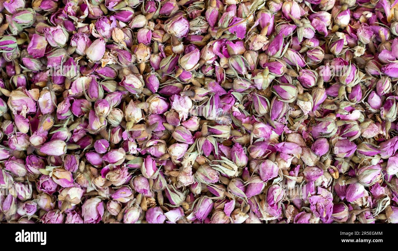 Dried rose buds background texture closeup. violet rosebud macro close ...