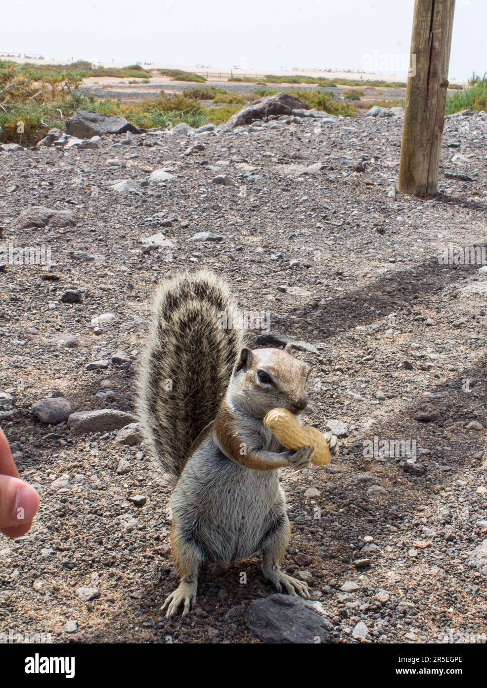 Atlas squirrel hi-res stock photography and images - Alamy