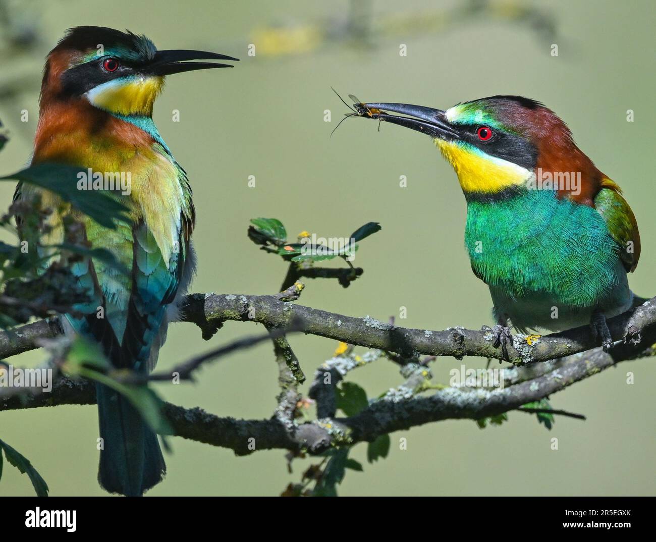 Seelow, Germany. 03rd June, 2023. A male bee-eater (Merops apiaster ...