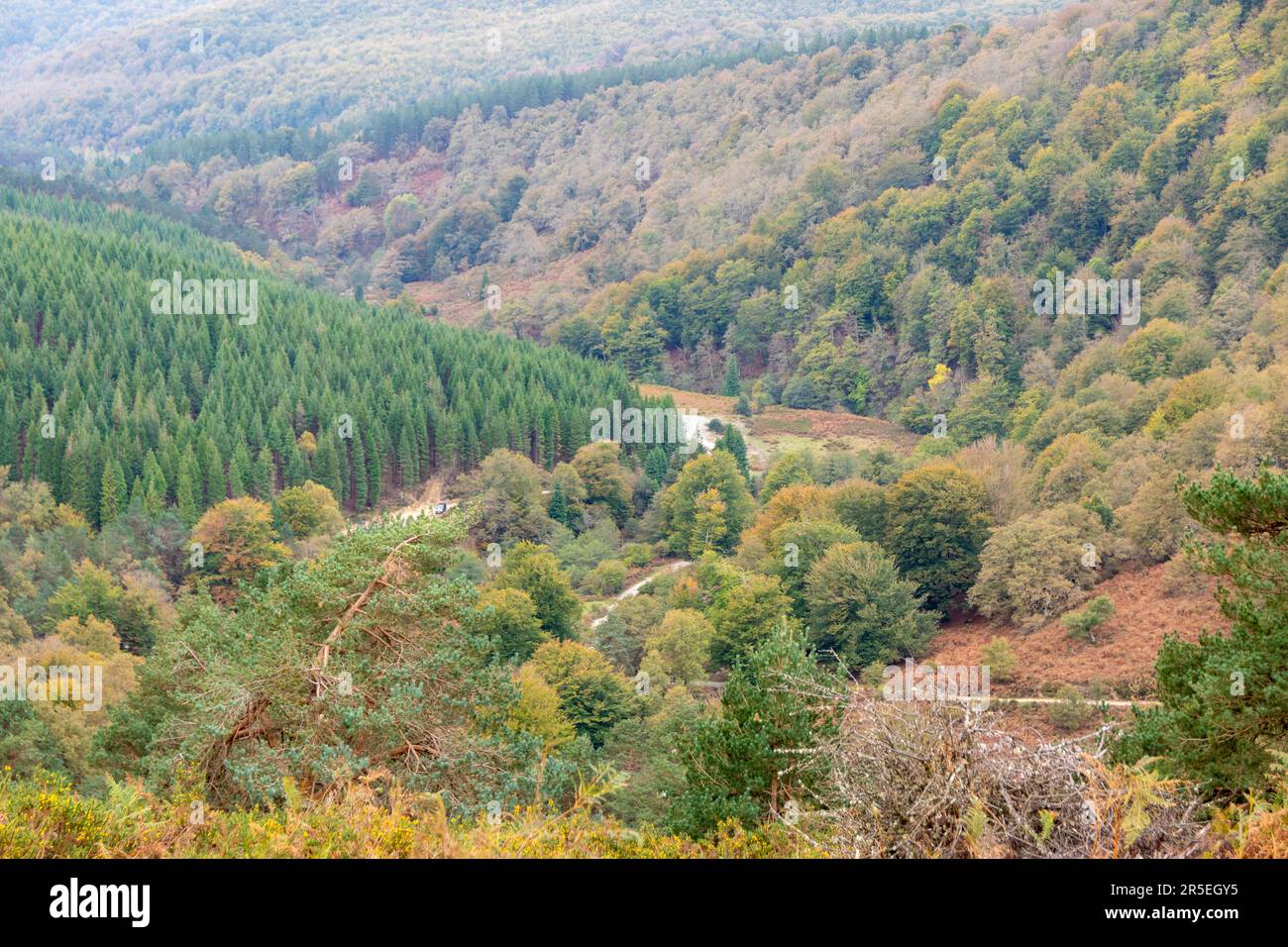 Exploring the Mystical Beauty of the Basque Country's Mountain Forests ...