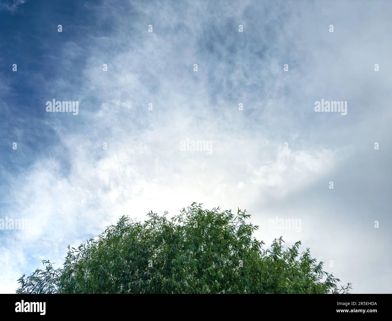 The top of the bush against the background of the sky with clouds Stock ...