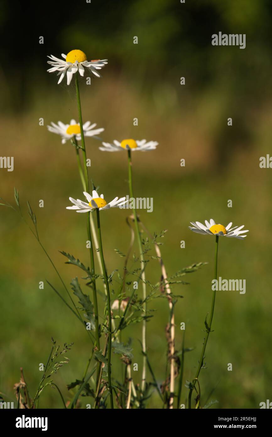 Margerite hi-res stock photography and images - Alamy