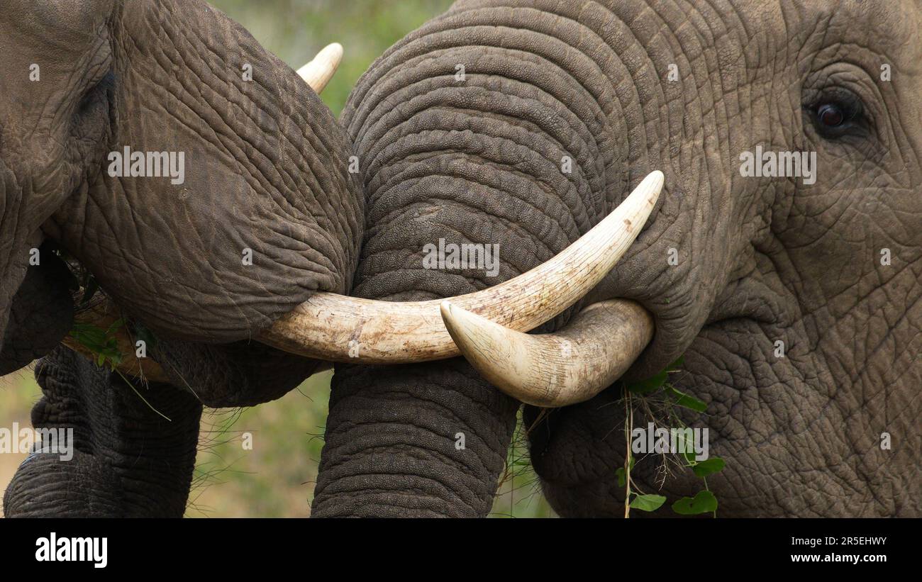 Africanwildlife hi-res stock photography and images - Alamy