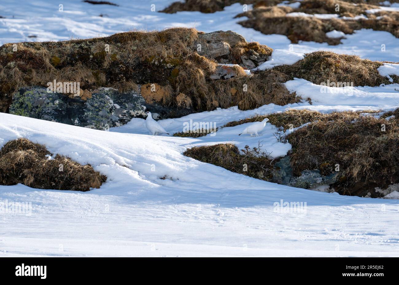Rock ptarmigan feet hi-res stock photography and images - Alamy