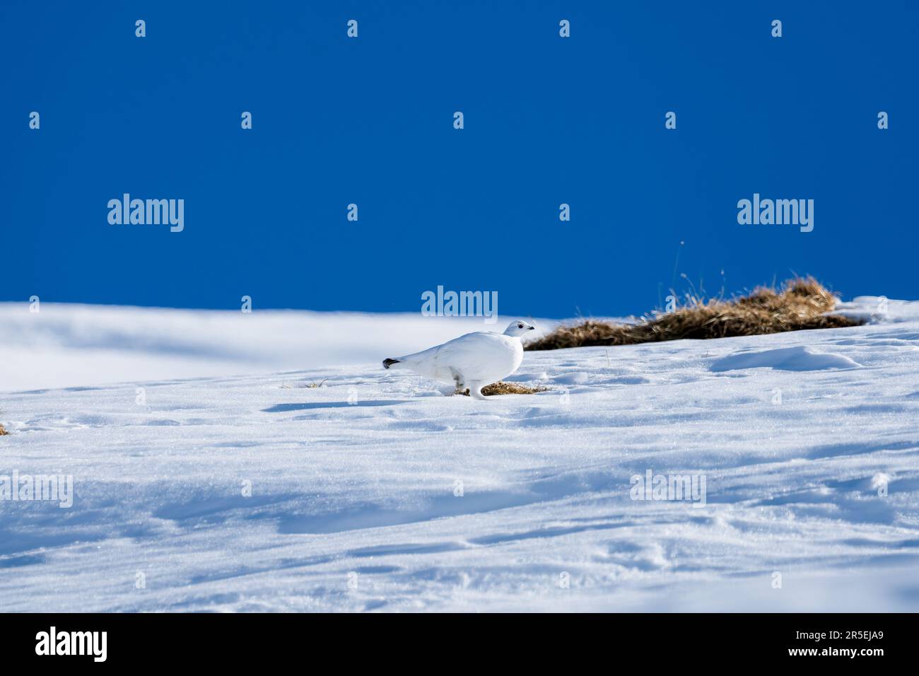 Rock ptarmigan feet hi-res stock photography and images - Alamy
