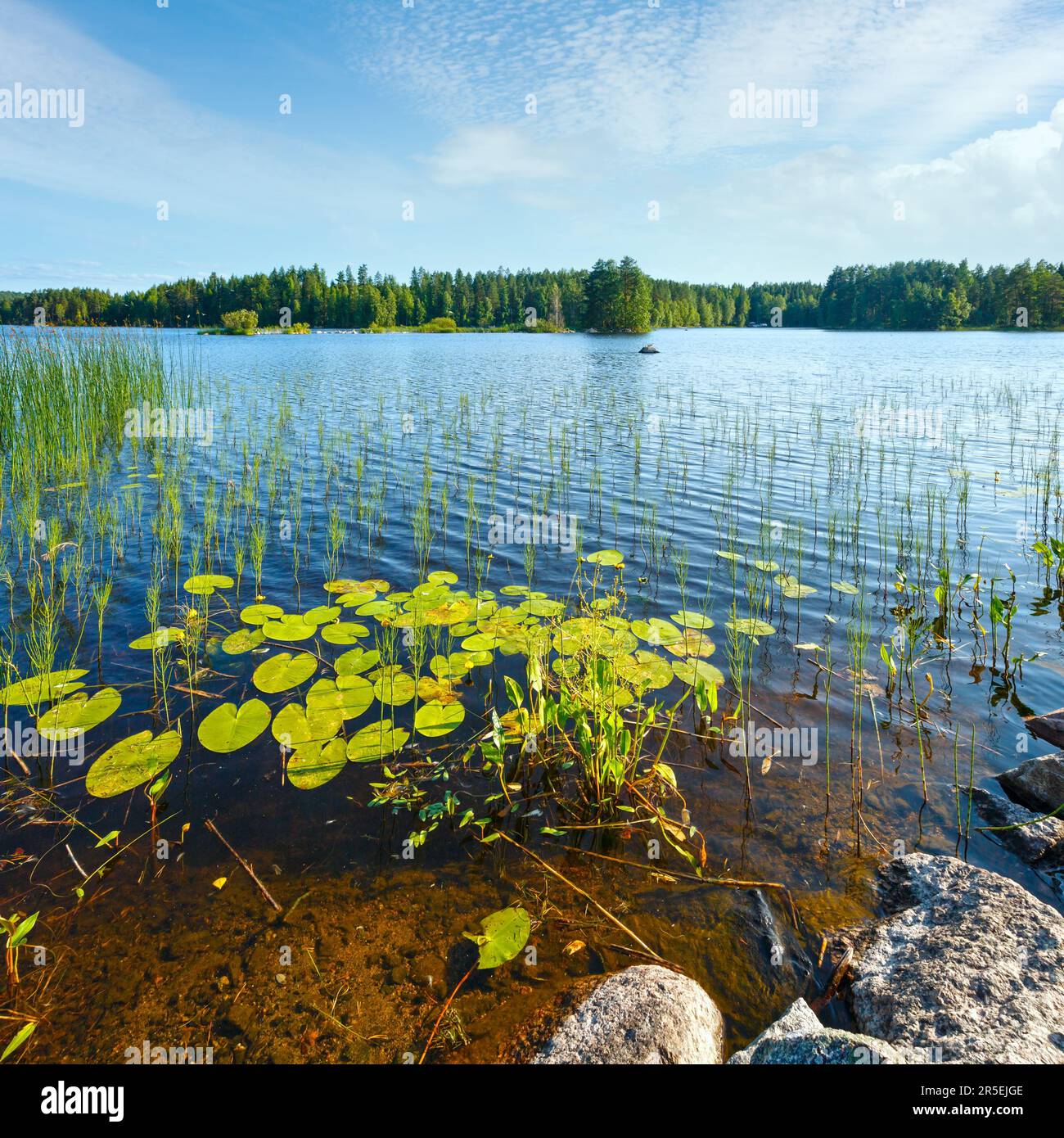 Lake summer view with forest on the edge ( Finland Stock Photo - Alamy
