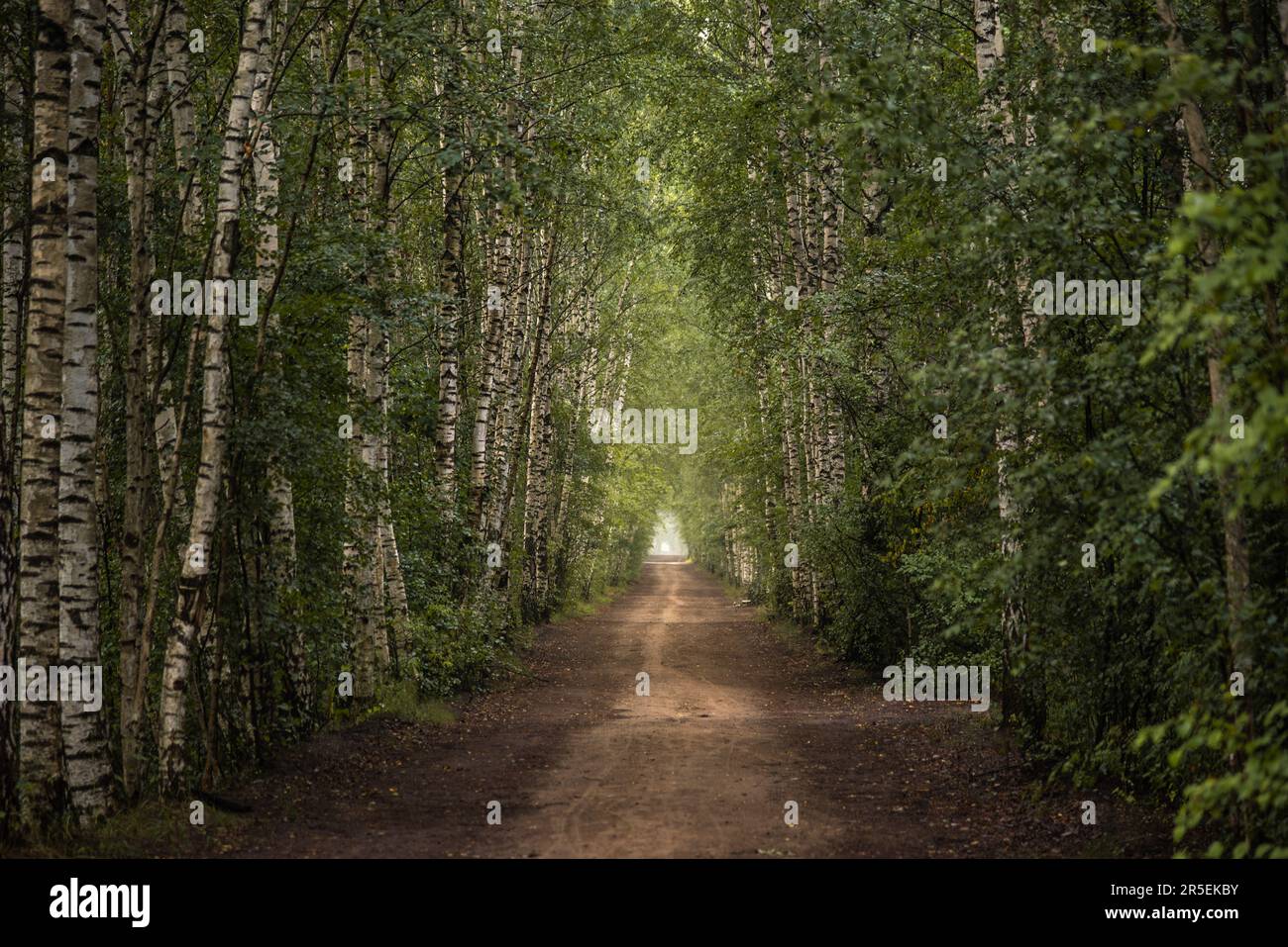 Beautiful birch tree alley in the summer Stock Photo - Alamy