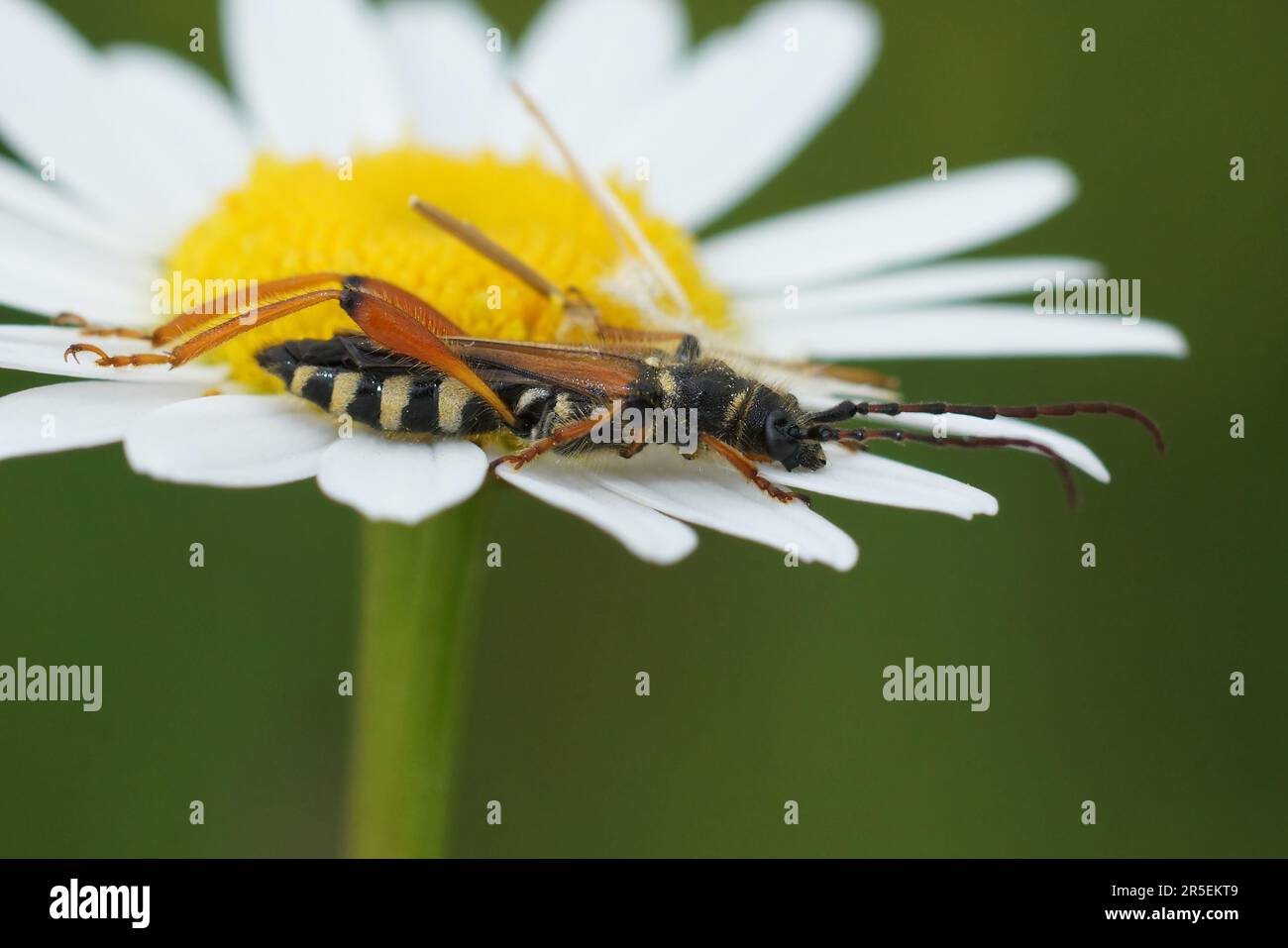 Natural closeup on the red-legged round-necked longhorn beetle ...